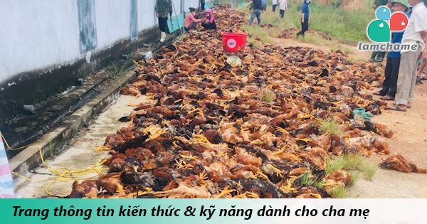 Người dân chung tay "giải cứu" 8.000 con gà chết ngạt - Làm cha mẹ